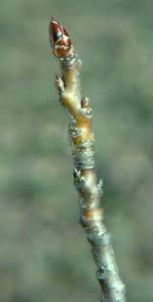 Solved How many terminal bud-scale scars does this | Chegg.com