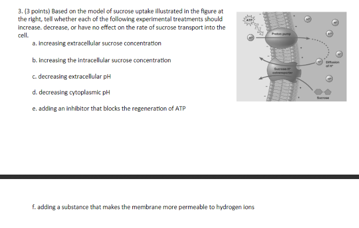 Solved 3. (3 points) Based on the model of sucrose uptake | Chegg.com