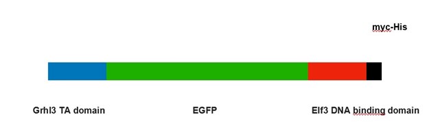 Solved You are provided with the mRNA sequences of Elf3 ﻿and | Chegg.com
