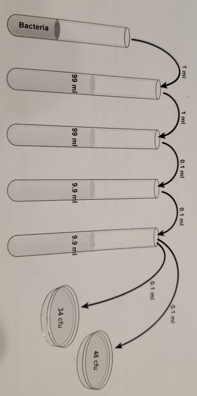 Solved How many cells/ml are in the original sample? please | Chegg.com