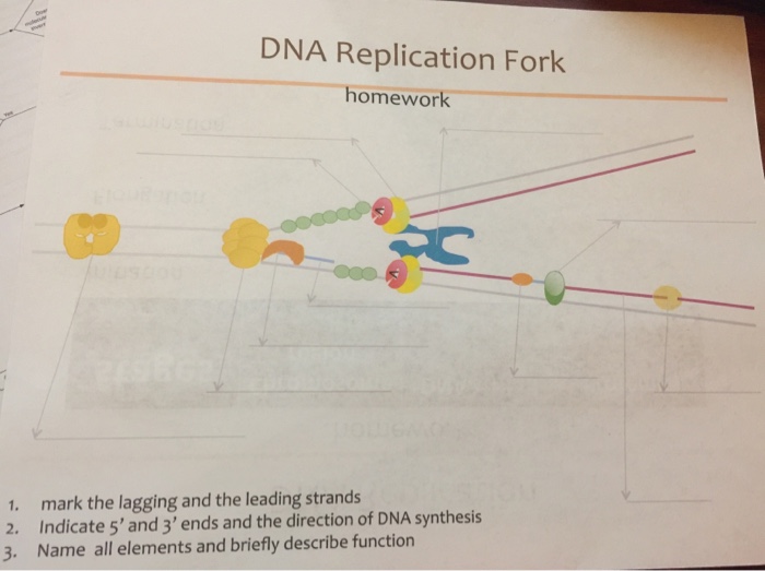 Solved DNA Replication homework stages region Chromosome DNA | Chegg.com