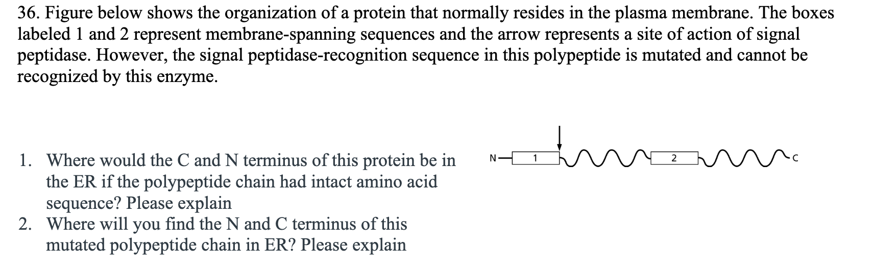 Solved 36. Figure below shows the organization of a protein | Chegg.com