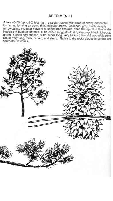 Solved SPECIMEN A A tree 70 to 150 (up to 200) feet high, | Chegg.com