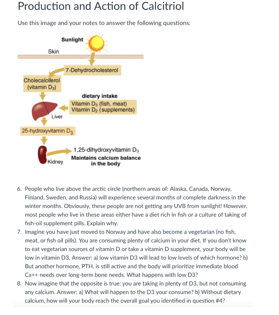 Solved Production and Action of Calcitriol Use this image | Chegg.com