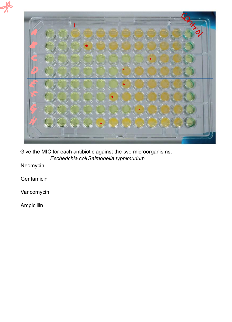Solved How does ampicillin/streptomycin/etc. work? Question | Chegg.com