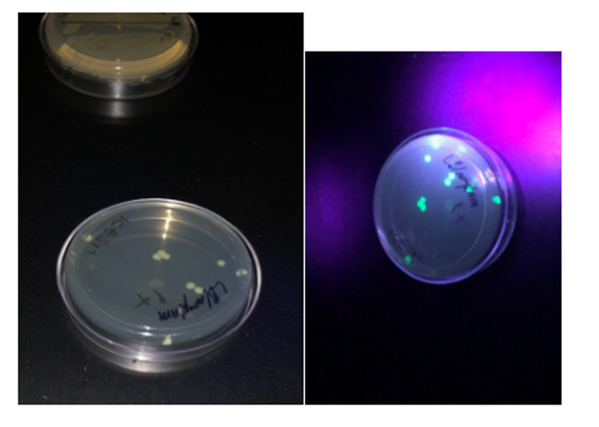 Solved pGlo Transformation ExperimentPurpose: To transform E | Chegg.com