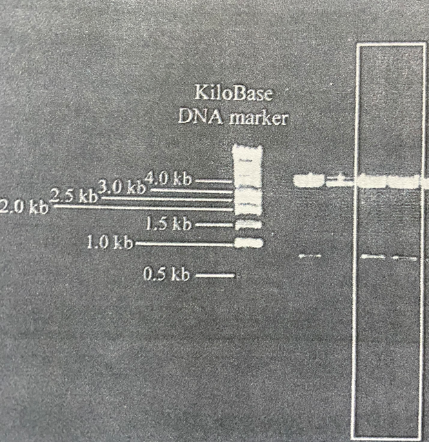 Solved KiloBase DNA marker 3.0 k54.0 kb kb 2.5 kb 2.0 ko 1.5 | Chegg.com