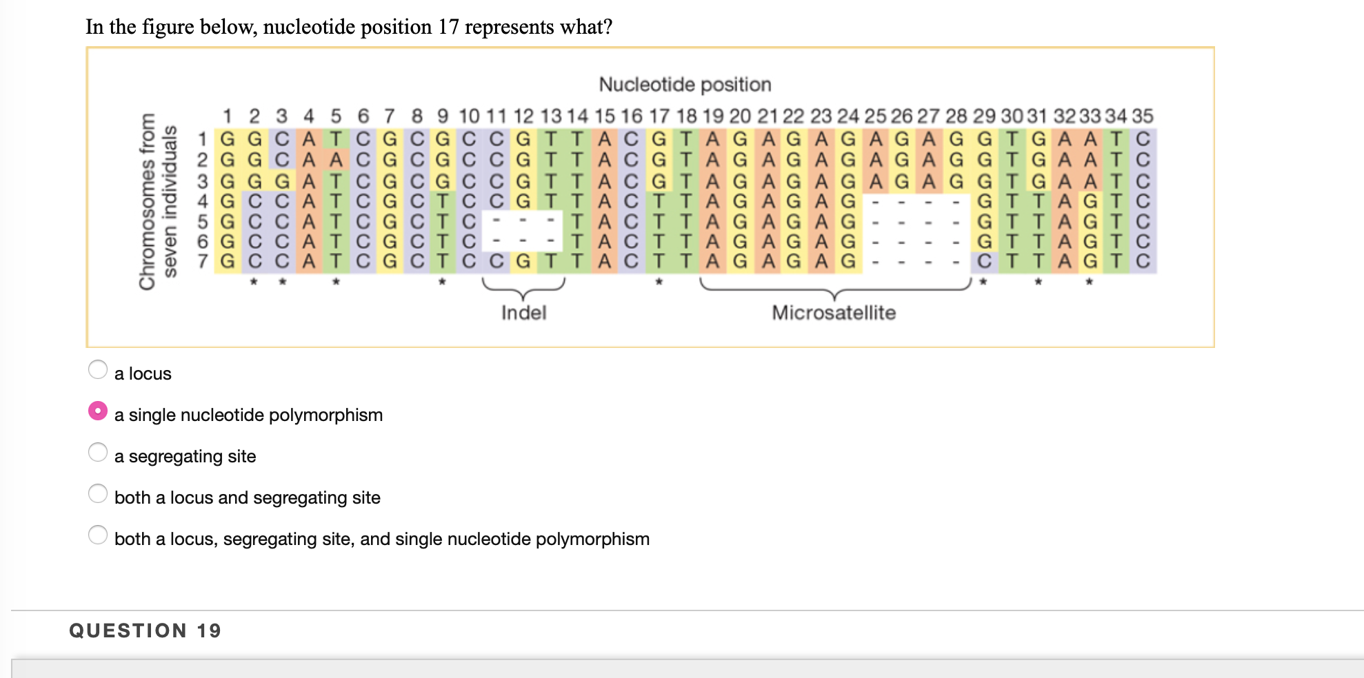 Solved In the figure below, nucleotide position 17 | Chegg.com