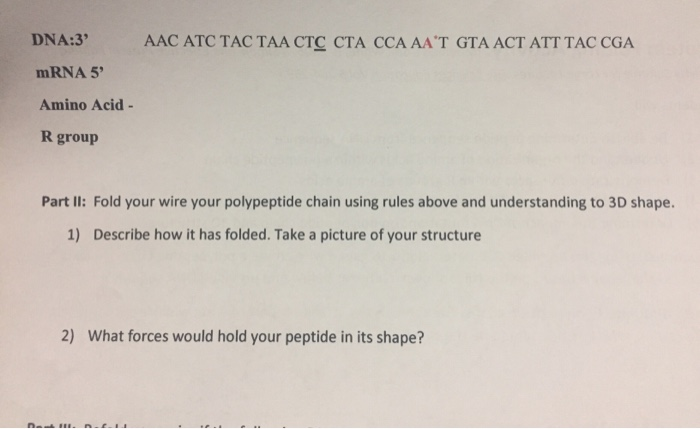 Solved amino acid side chains based on the rules shown in | Chegg.com