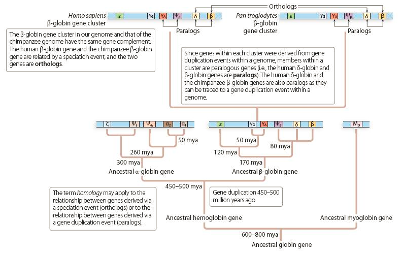 Solved Orthologs Homo sapiens ß-globin gene cluster Pan | Chegg.com