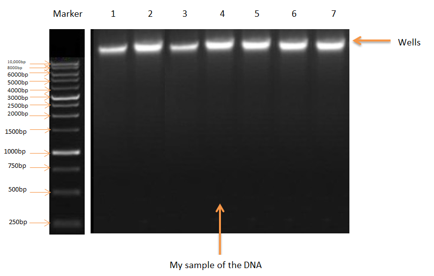 Solved Explain the gel electrophoresis results below. DNA of | Chegg.com