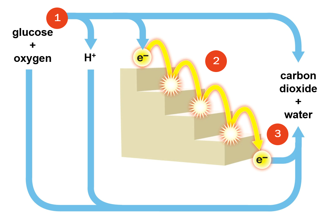 Solved Question 4 What process takes place at the location | Chegg.com Solved Question 4 What process takes place at the location | Chegg.com
