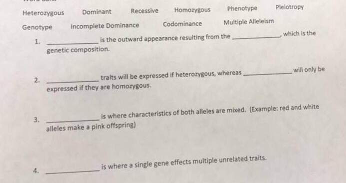 Solved Heterozygous Dominant Recessive Homozygous Phenotype | Chegg.com