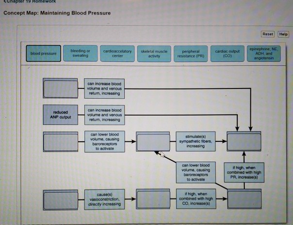 Solved &Chapter 19 Homework Concept Map: Maintaining Blood | Chegg.com