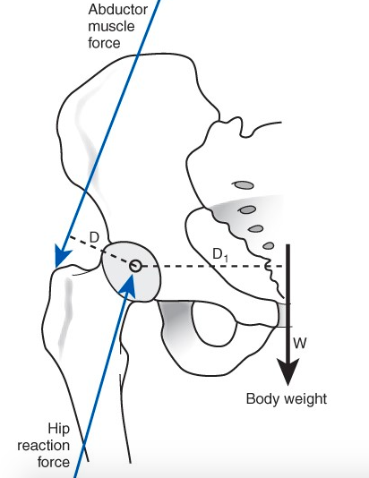 Solved 26. The diagram (below) displays the hip reaction | Chegg.com