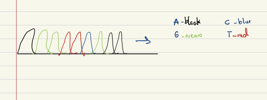 Solved identify the bases of this dye terminator sequence of | Chegg.com