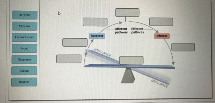 Solved Receptor -Afferent Efferent pathway pathway Stimulus | Chegg.com