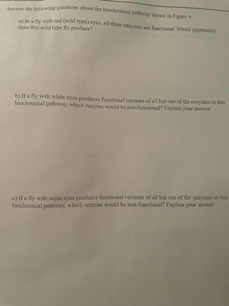 The Diagram Below Represents A Biochemical Process Biochemic