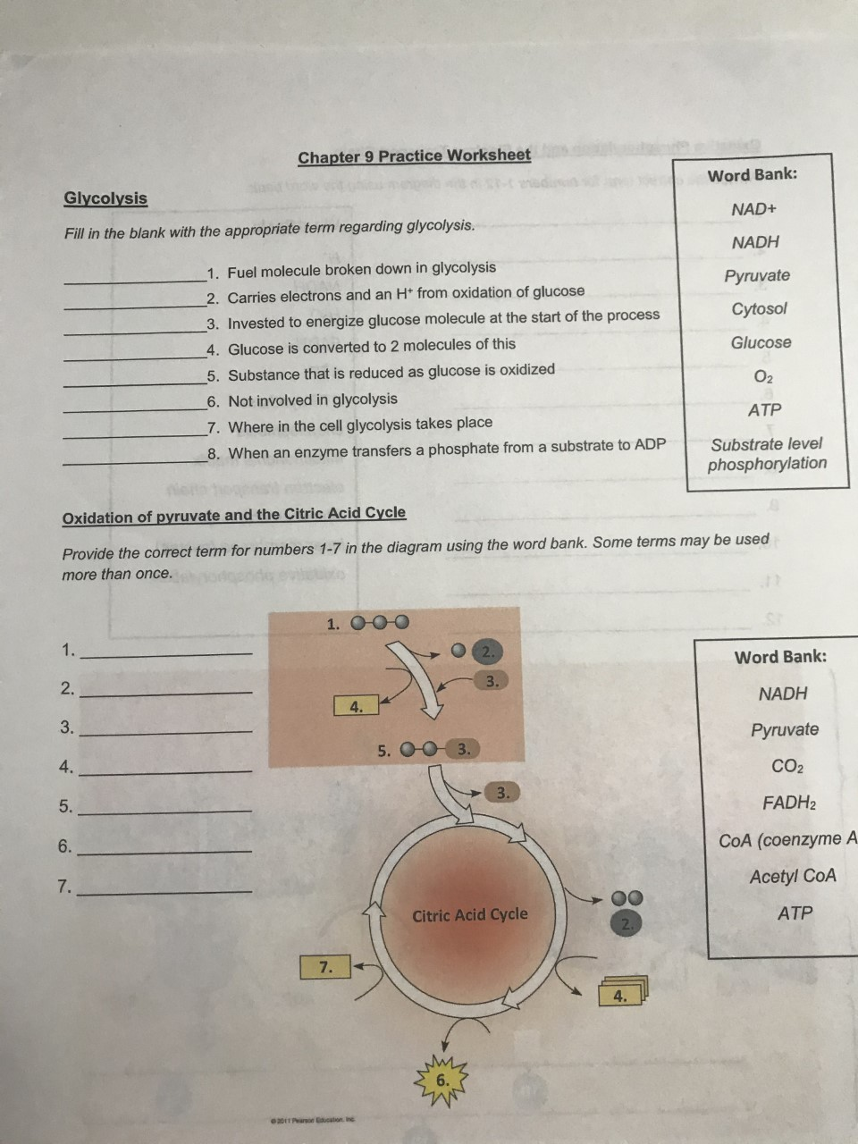 Solved Chapter 9 Practice Worksheet Word Bank: Glycolysis | Chegg.com