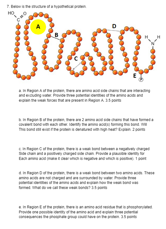 Solved 7. Below is the structure of a hypothetical protein. | Chegg.com