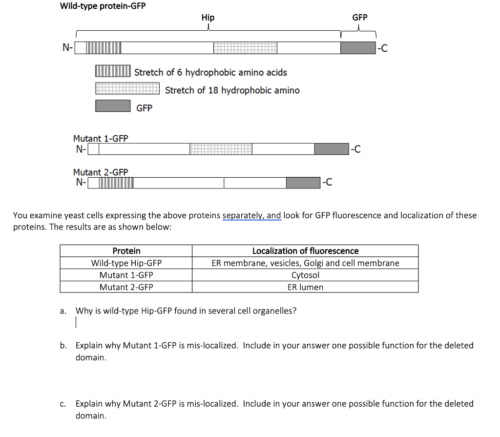 Solved Wild-type protein-GFP Hip GFP N- -C Stretch of 6 | Chegg.com