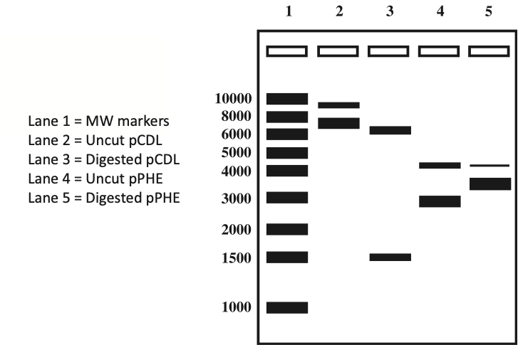 You are finally able to perform your digest reactions | Chegg.com