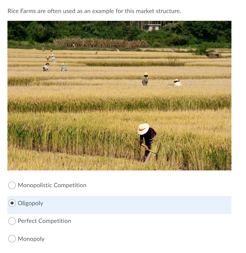 Solved Rice Farms are often used as an example for this | Chegg.com
