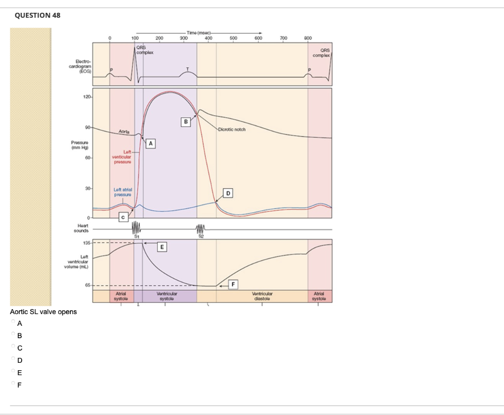Solved QUESTION 48 Aortic SL valve opens A B C D E F | Chegg.com
