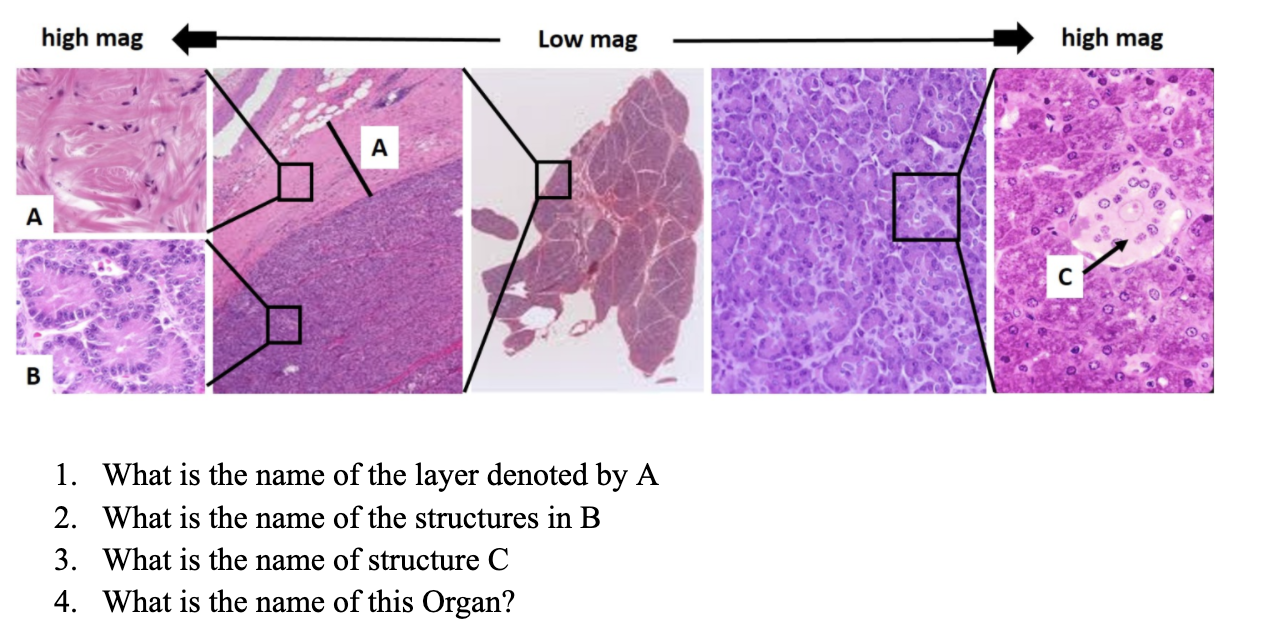 Solved high mag Low mag high mag A A с B 1. What is the name | Chegg.com