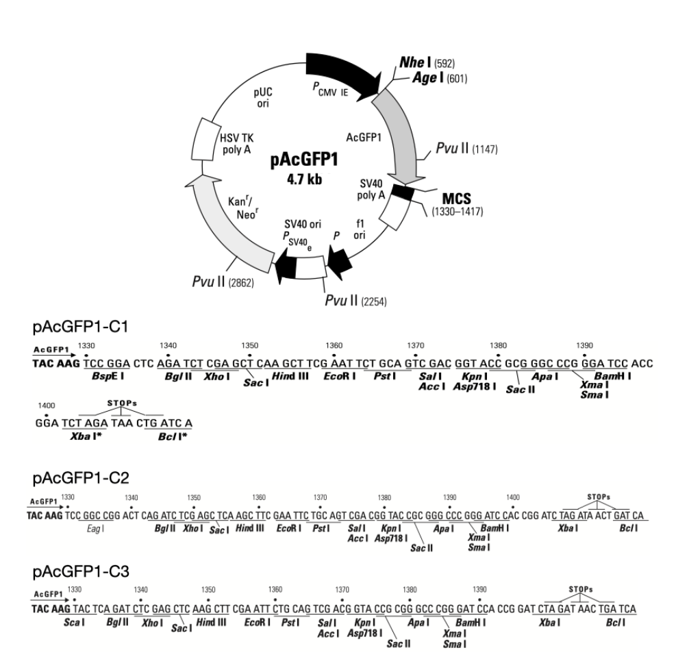 Solved Which of the vectors (C1, C2 or C3) will allow you to | Chegg.com