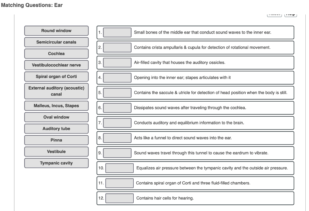 Solved Matching Questions: Ear Round window Small bones of | Chegg.com
