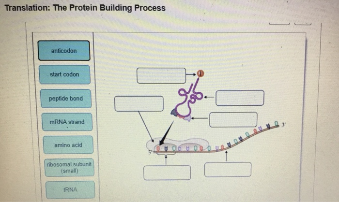 Solved Translation: The Protein Building Process Part A | Chegg.com