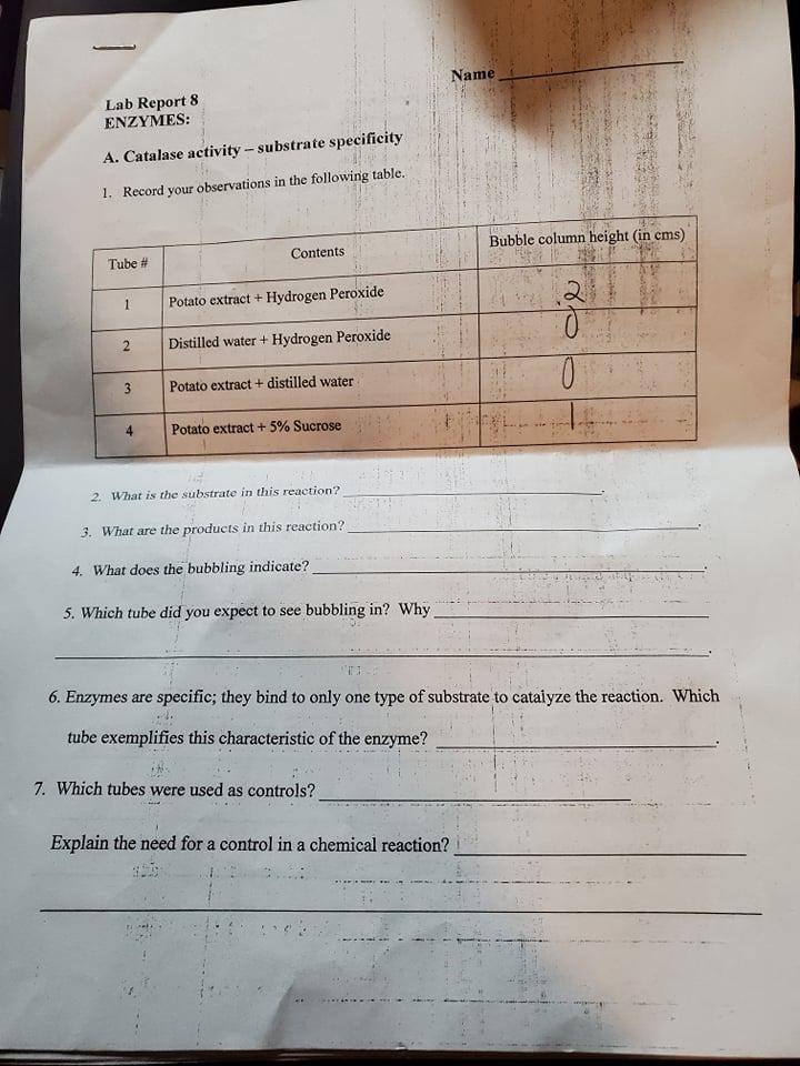 Solved Name Lab Report 8 ENZYMES: A. Catalase activity - | Chegg.com