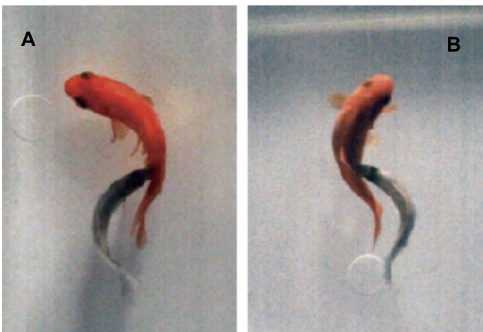 Solved part 3 Q 18Cichlid fish consume scales off of larger | Chegg.com