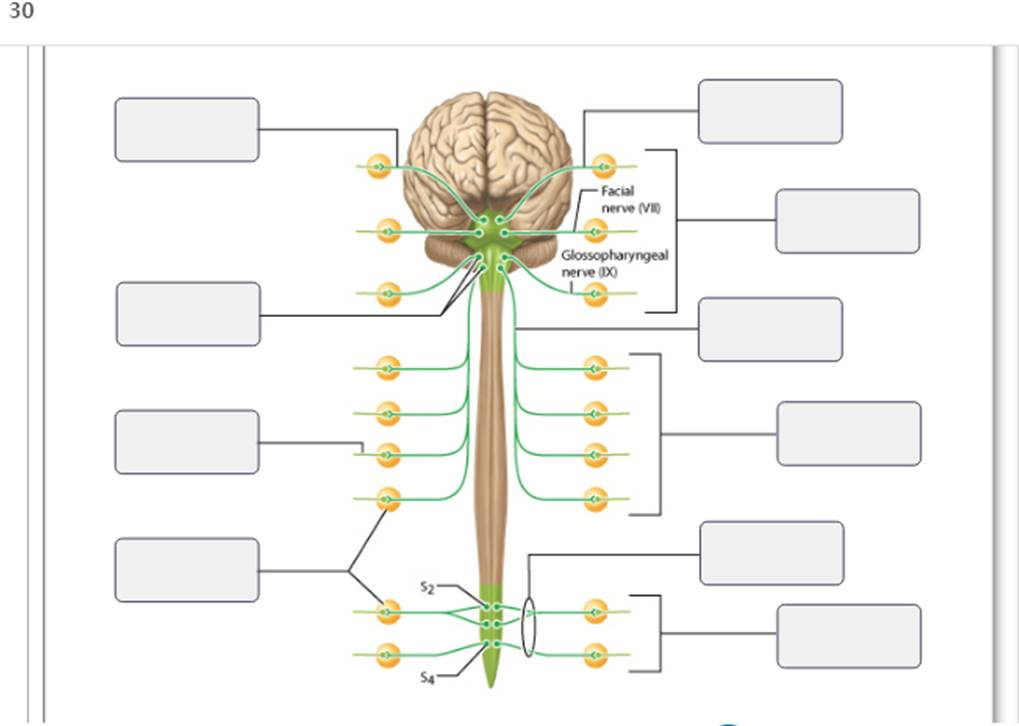 Solved Axon of Axon of To abdominal and pelvic area | Chegg.com