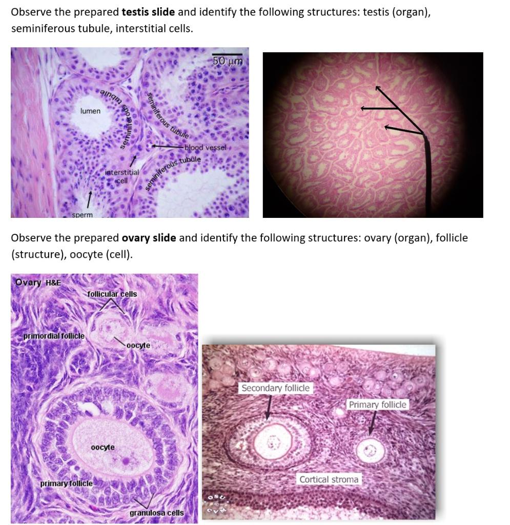 Testis Interstitial Cells