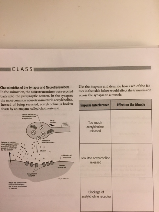 Solved Characteristics of the Synapse and Neurotransmitters | Chegg.com