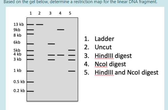 Solved Based on the gel below, determine a restriction map | Chegg.com