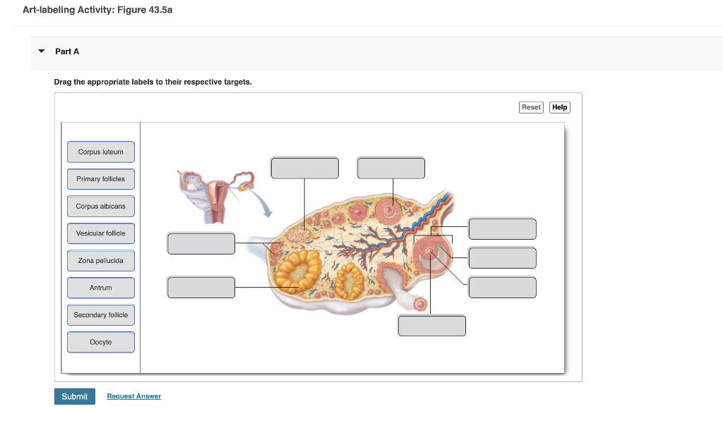 Solved Drag the appropriate labels to their respective | Chegg.com