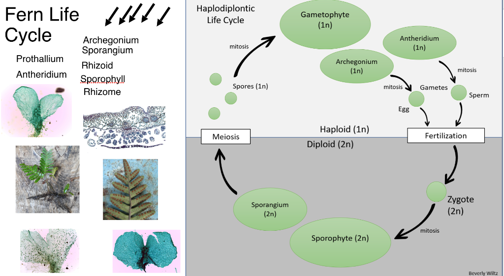 Haplodiplontic Life Cycle Marchantia Life Cycle | Chegg.com