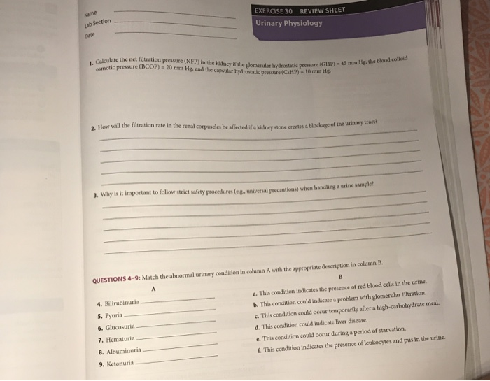 Solved EXERCISE 30 REVIEW SHEET Urinary Physiology Section | Chegg.com