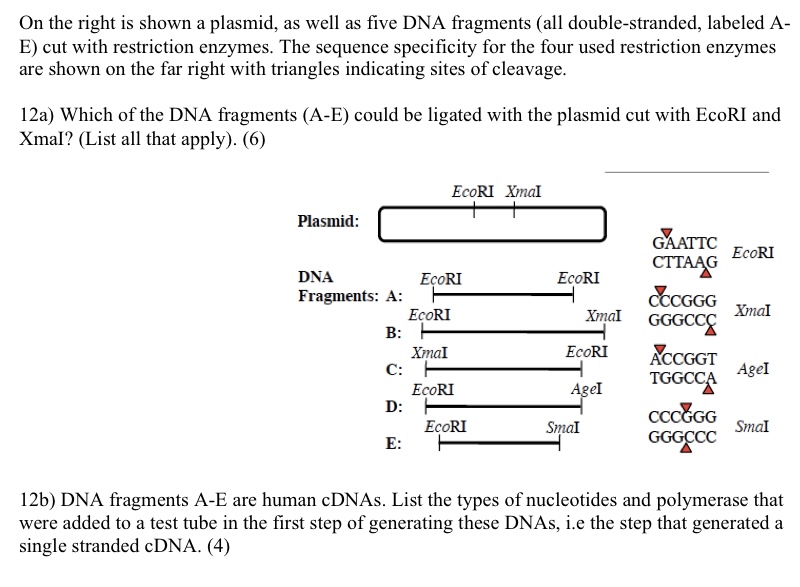 Solved On the right is shown a plasmid, as well as five DNA | Chegg.com
