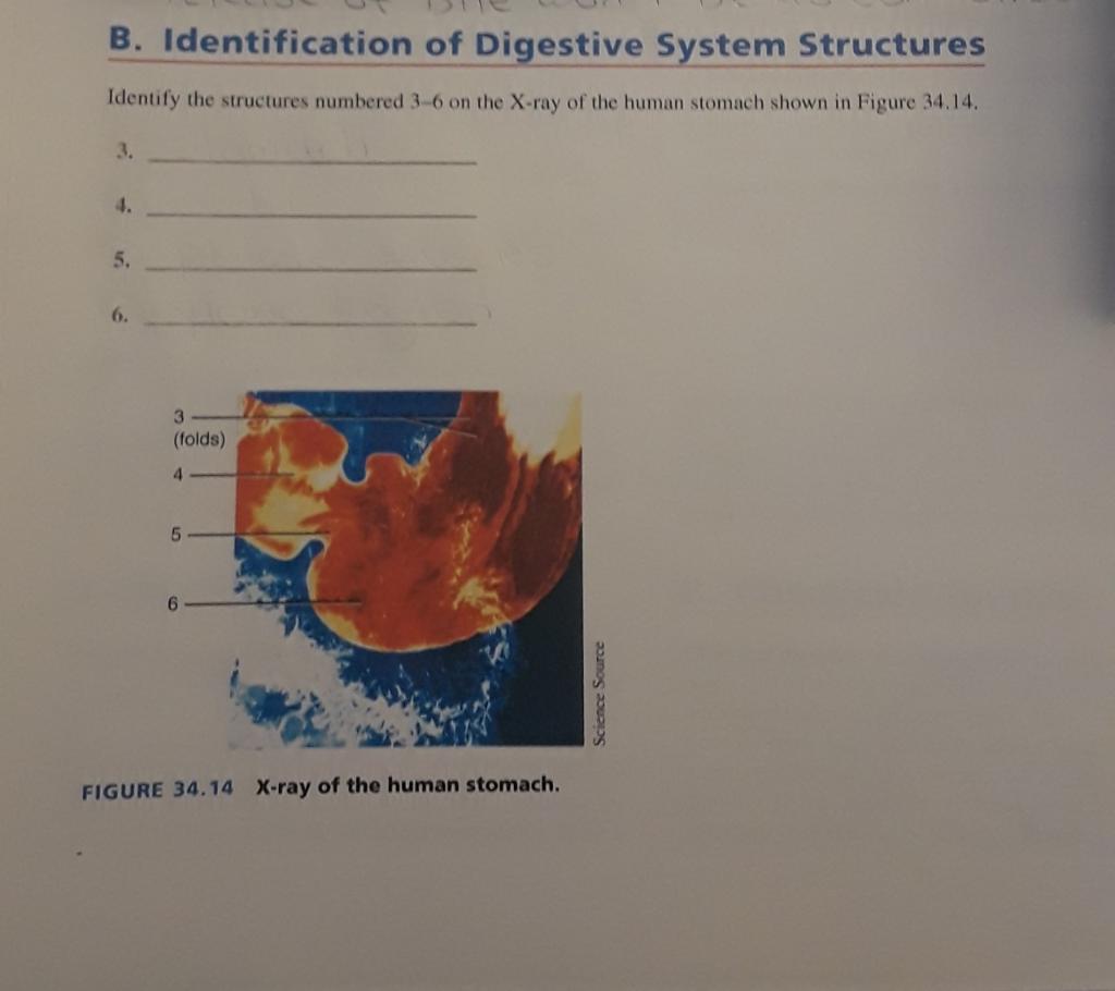 Solved B. Identification of Digestive System Structures | Chegg.com Solved B. Identification of Digestive System Structures | Chegg.com