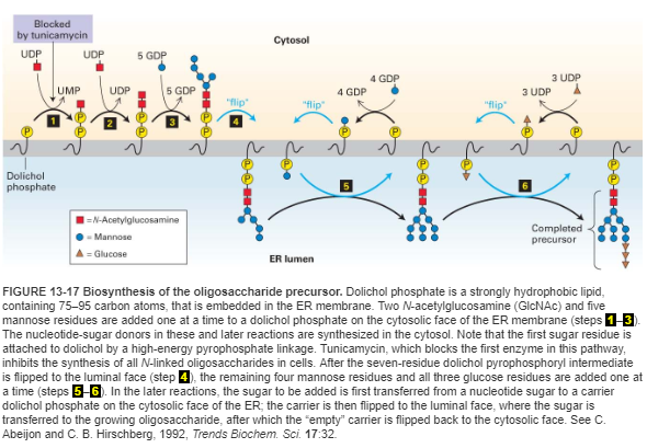 7 Protein translocation|Advanced Cell Biology|Tulane - Karobben