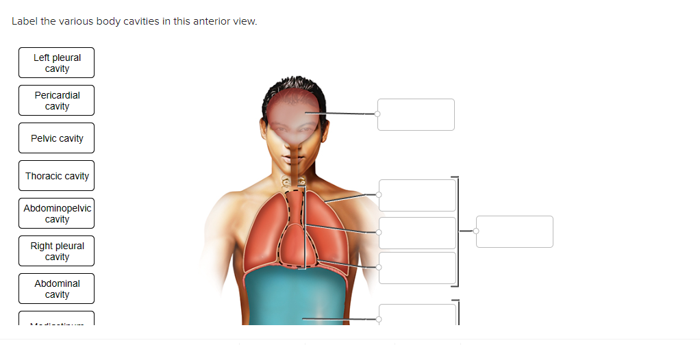 Solved Label the various body cavities in this anterior | Chegg.com