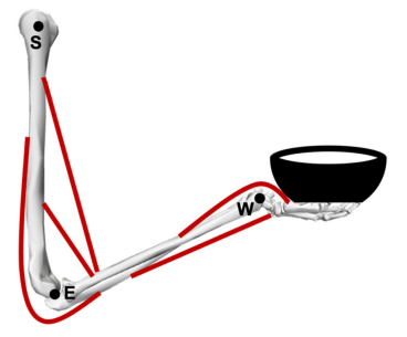 Solved Your upper arm is vertical, your forearm makes an | Chegg.com