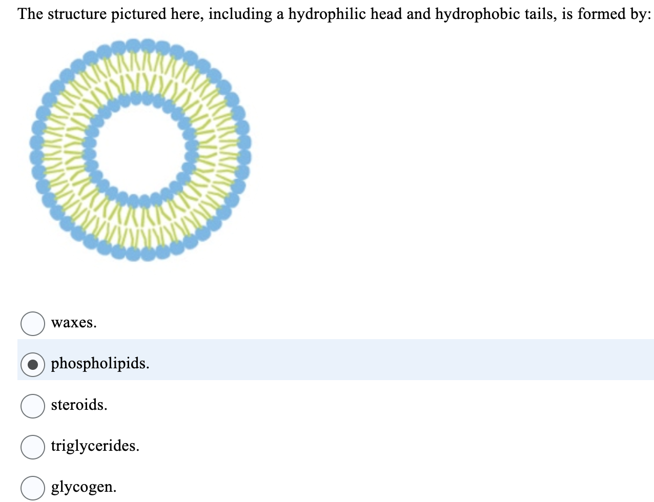 Solved The structure pictured here, including a hydrophilic | Chegg.com