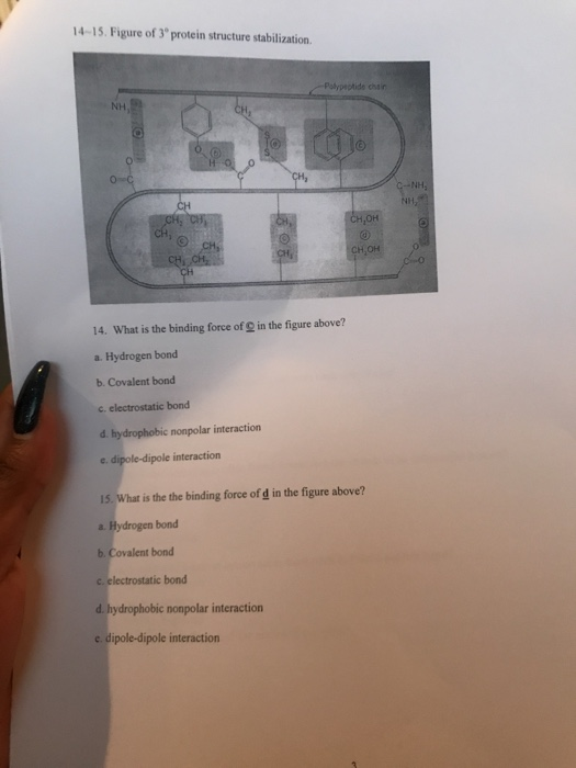 Solved 14-15. Figure of 3 protein structure stabilization. | Chegg.com
