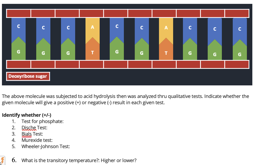 Solved с с с с с A с с G G T G T G G Deoxyribose sugar The | Chegg.com