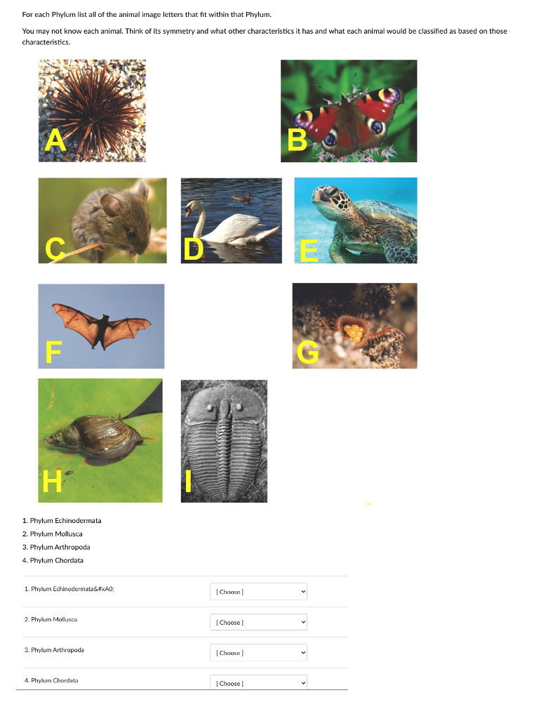 Solved For each Phylum list all of the animal image letters | Chegg.com